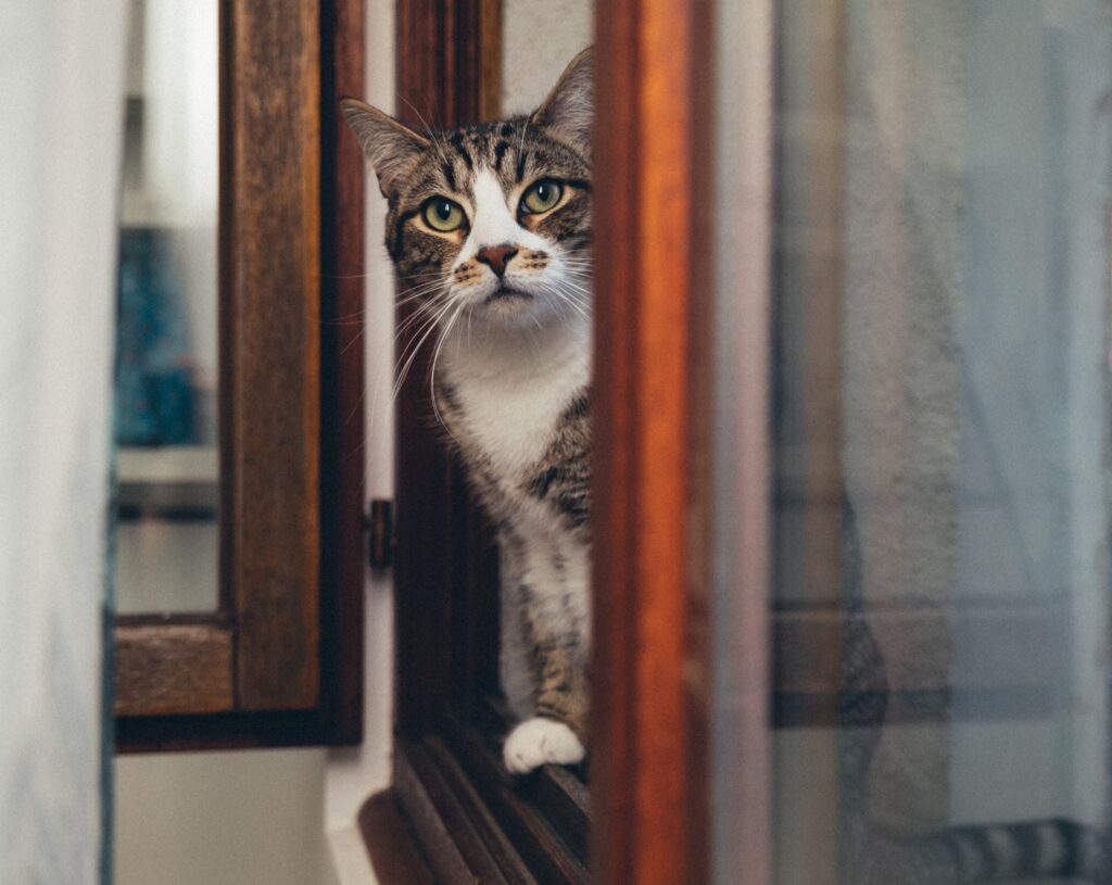 Missing Presumed Dead Cat Home After Six Years